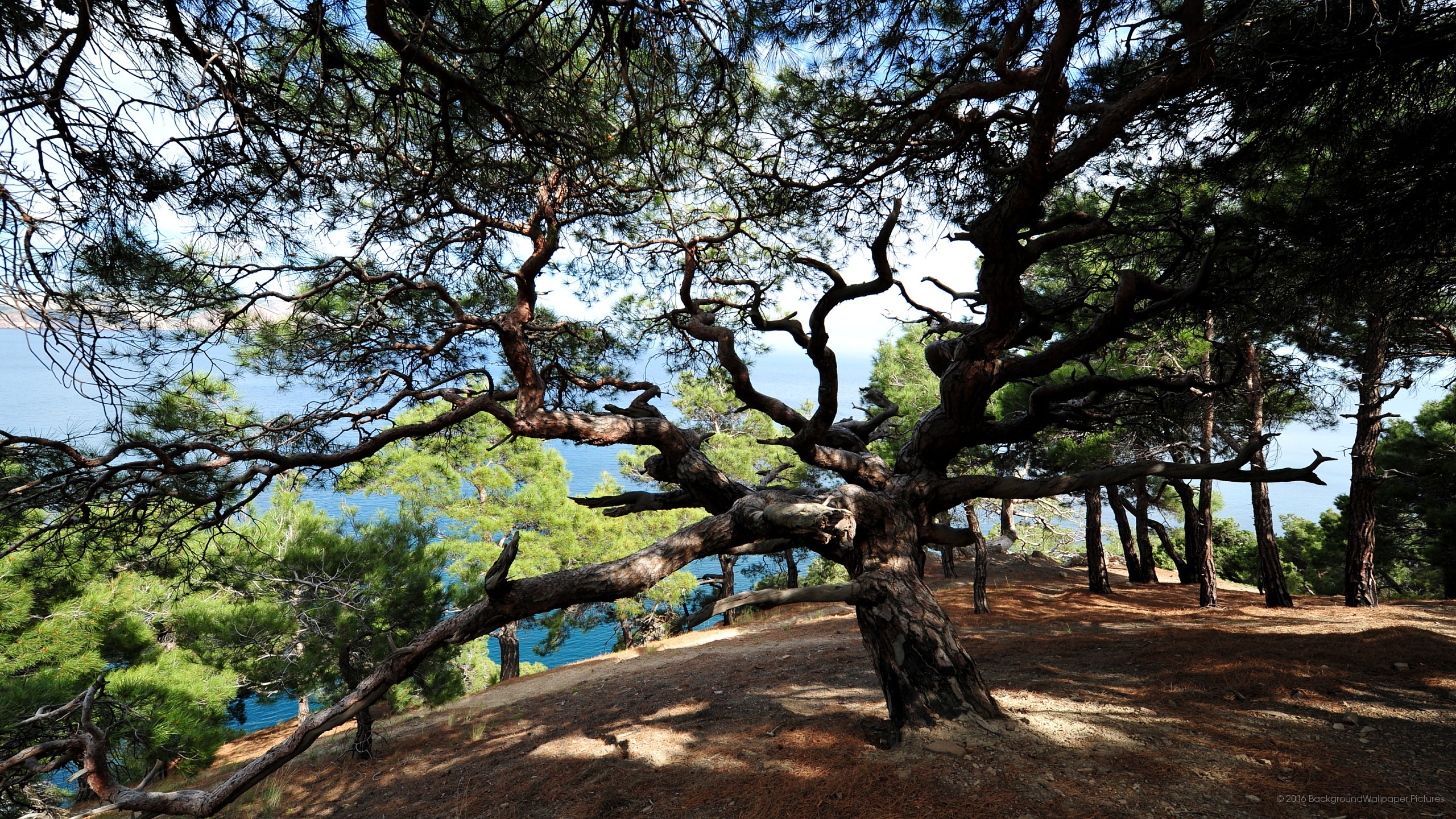 letv wallpaper hd,albero,natura,pianta legnosa,pianta,paesaggio ...