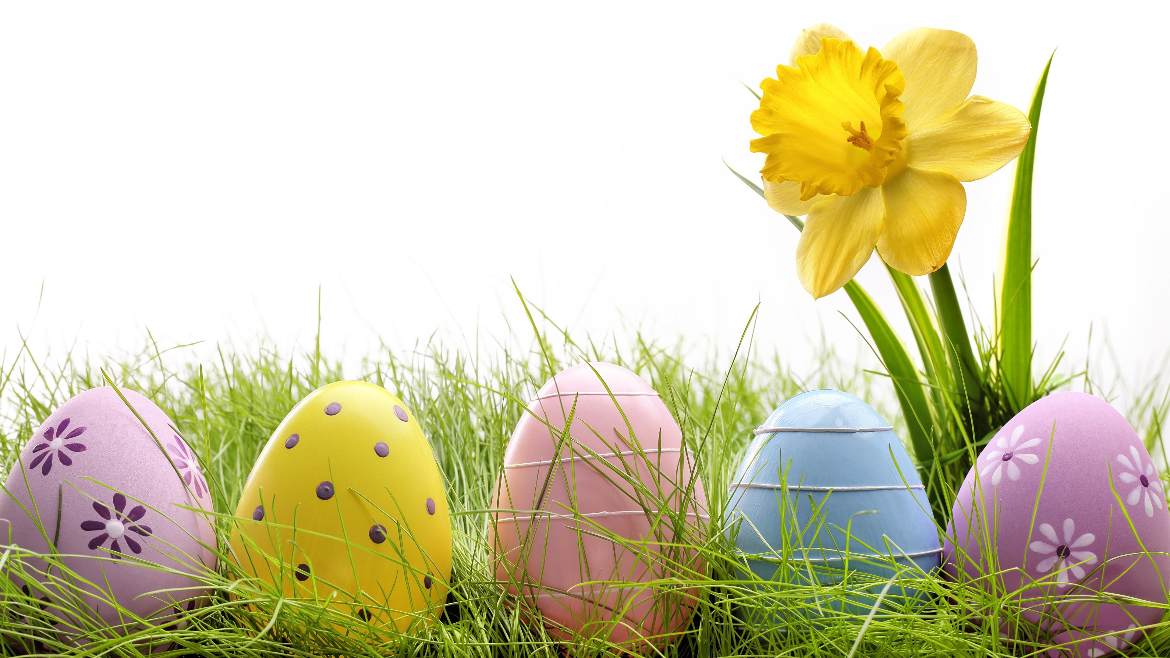 eastern wallpaper,easter egg,easter,grass,yellow,spring (#735903 ...