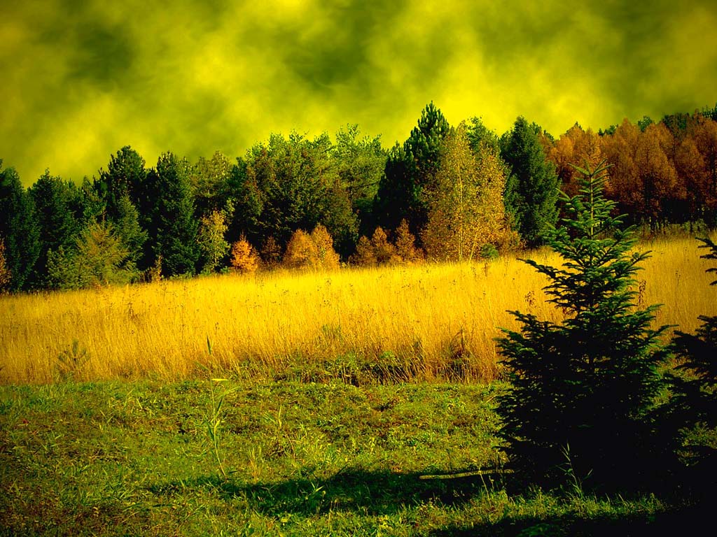 extra wide wallpaper,natural landscape,nature,sky,tree,green (#736603 ...