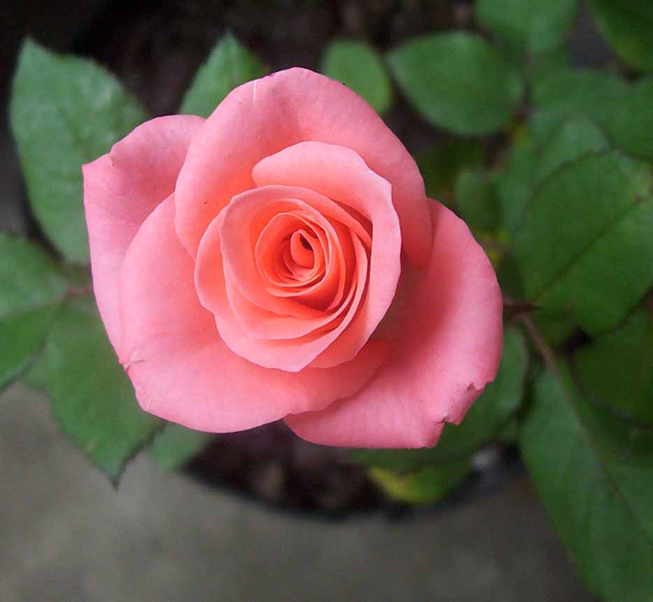 wallpaper bunga mawar putih,flower,flowering plant,julia child rose ...