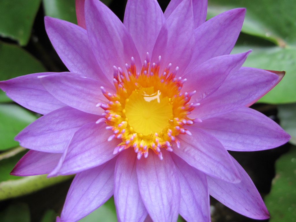 wallpaper bunga teratai,flower,flowering plant,petal,aquatic plant,pink ...