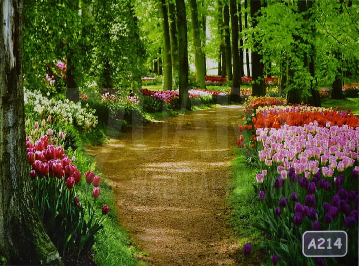 wallpaper taman bunga,natural landscape,nature,flower,garden,plant ...