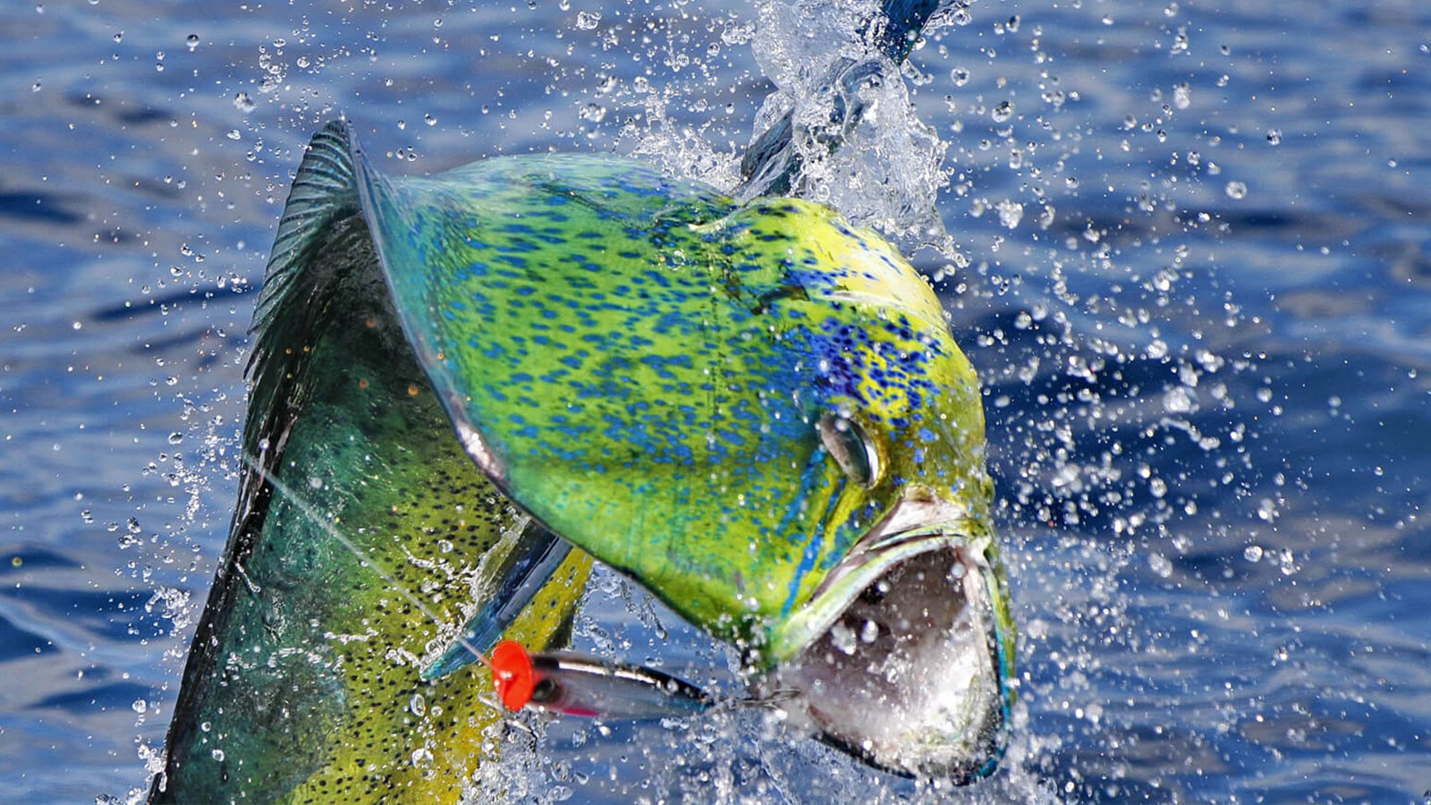 guy harvey wallpaper,mahi mahi,fish,water,fish,recreation (#741201 ...