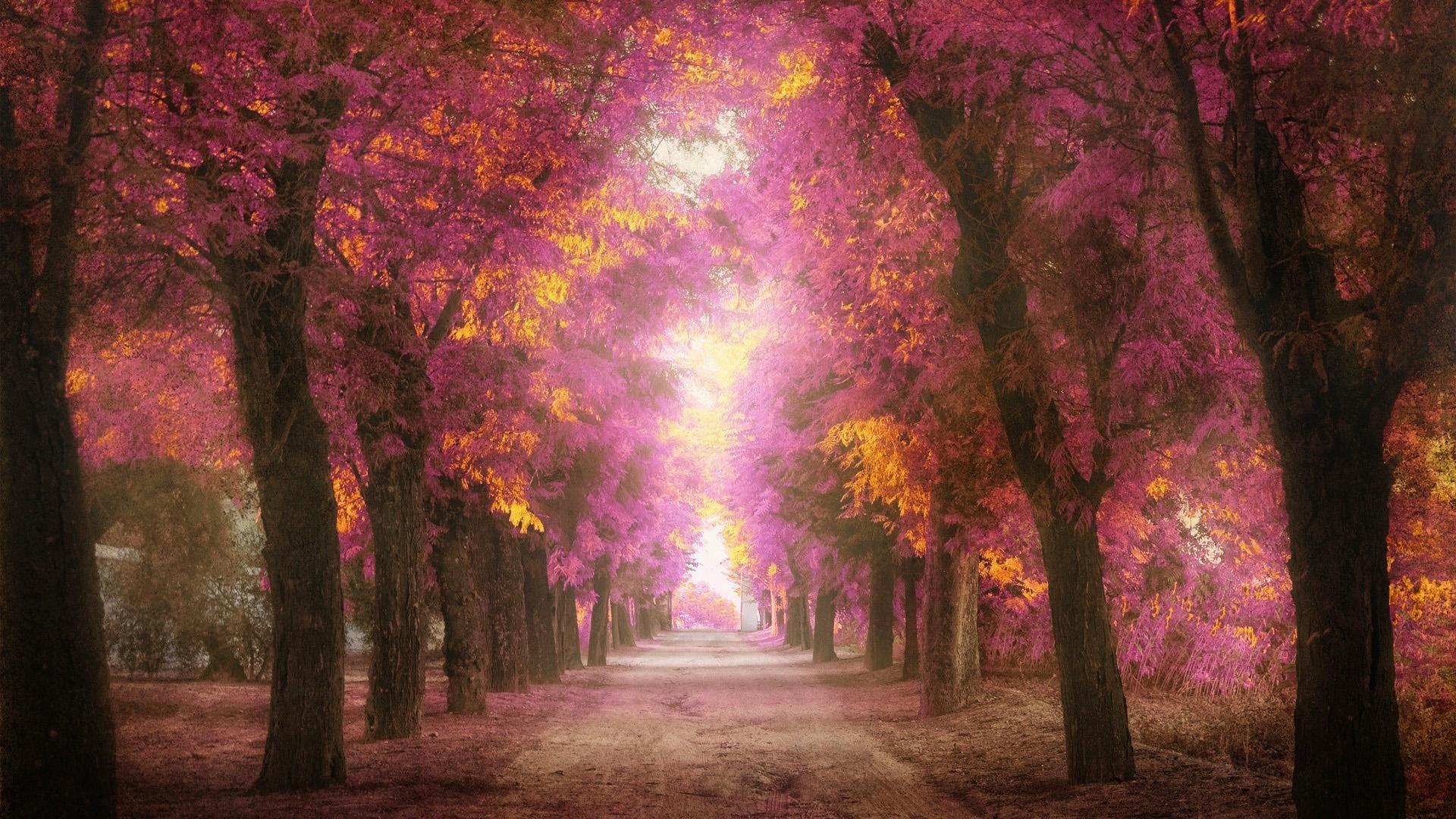 wallpaper surga,nature,natural landscape,tree,natural environment ...