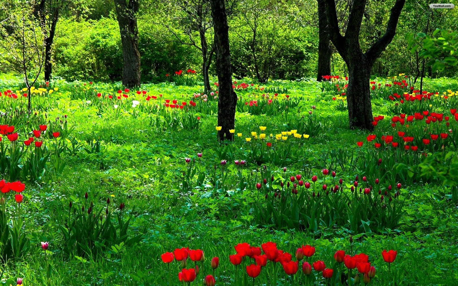 wallpaper taman,flower,natural landscape,flowering plant,nature ...