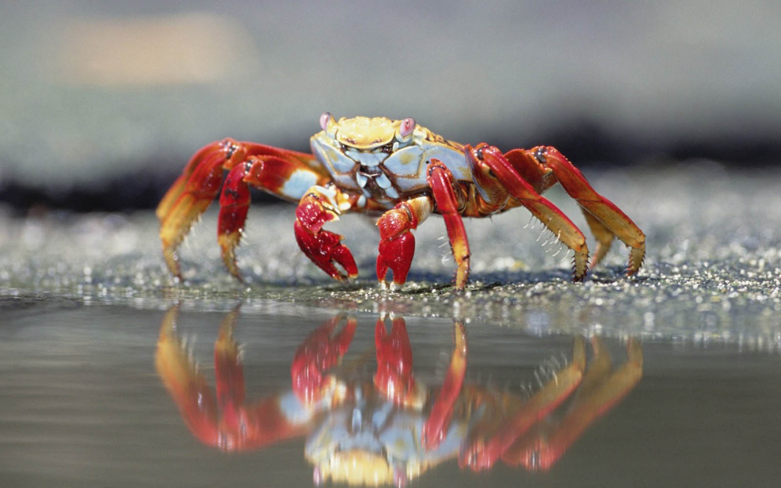 Crab Facts For Kids- WallpaperUse