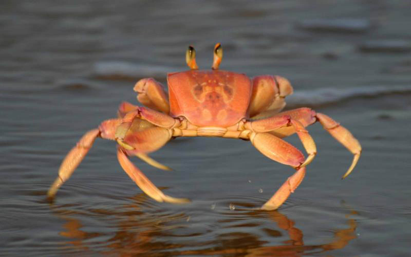 Water Animals Crab- WallpaperUse