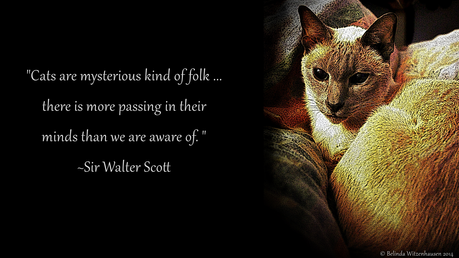 wallpaper wednesday,cat,mammal,felidae,small to medium sized cats ...