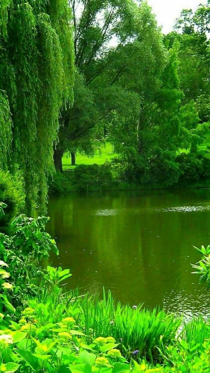 all nature wallpaper,natural landscape,nature,vegetation,green,nature ...