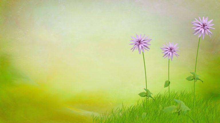 Amazing Love Wallpaper- WallpaperUse