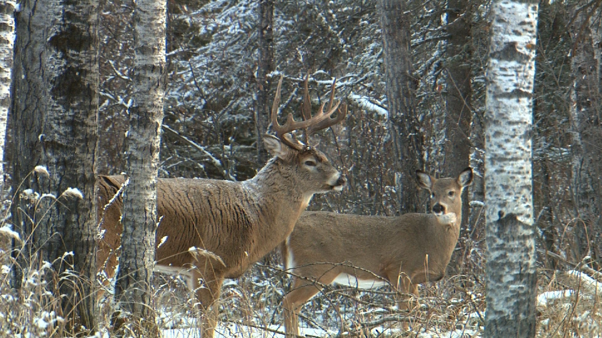 carta da parati buck,natura,cervo,cervo dalla coda bianca,capriolo ...