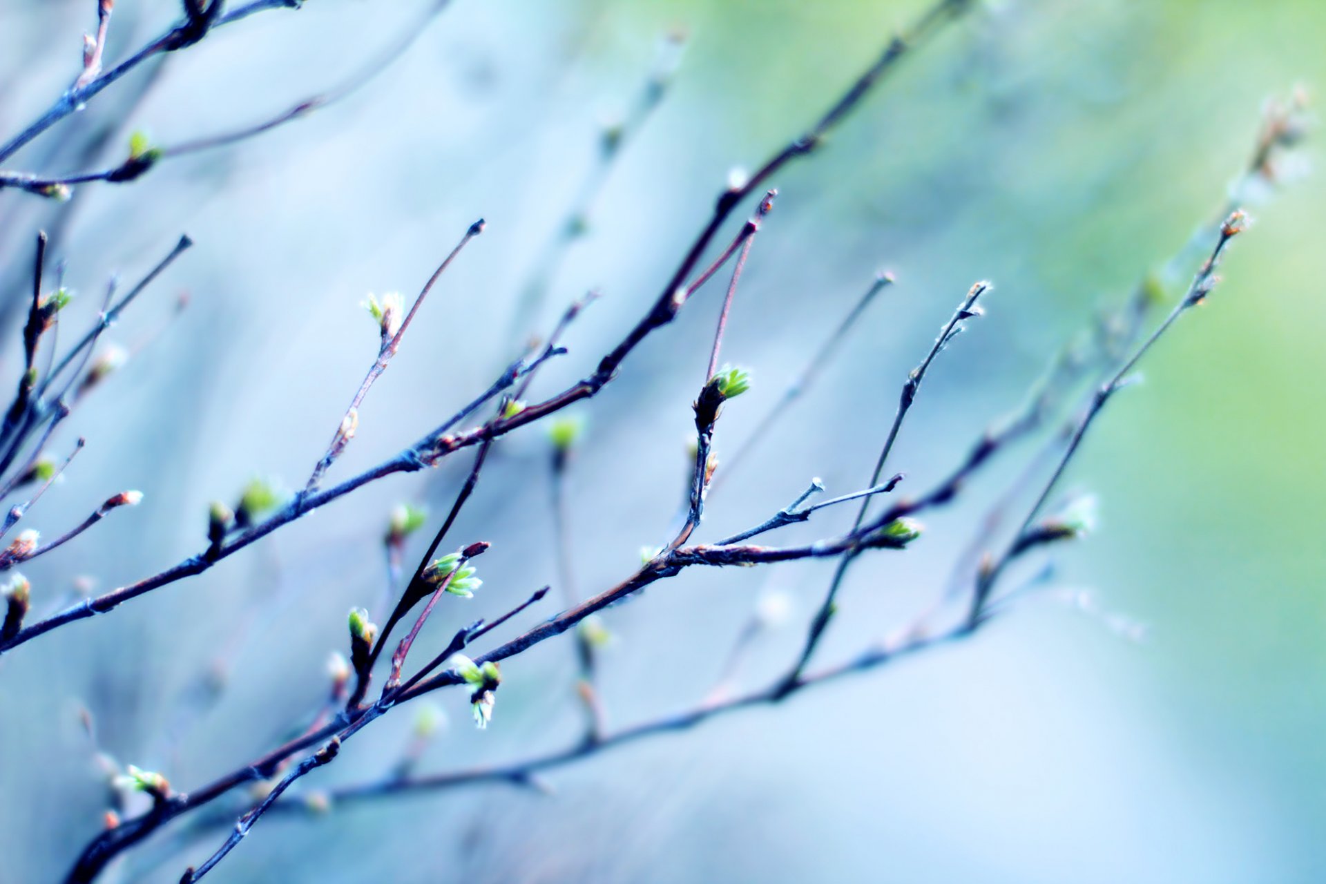Branch Branches Leaves Air Sky Light Spring Lightness - Spring Buds ...