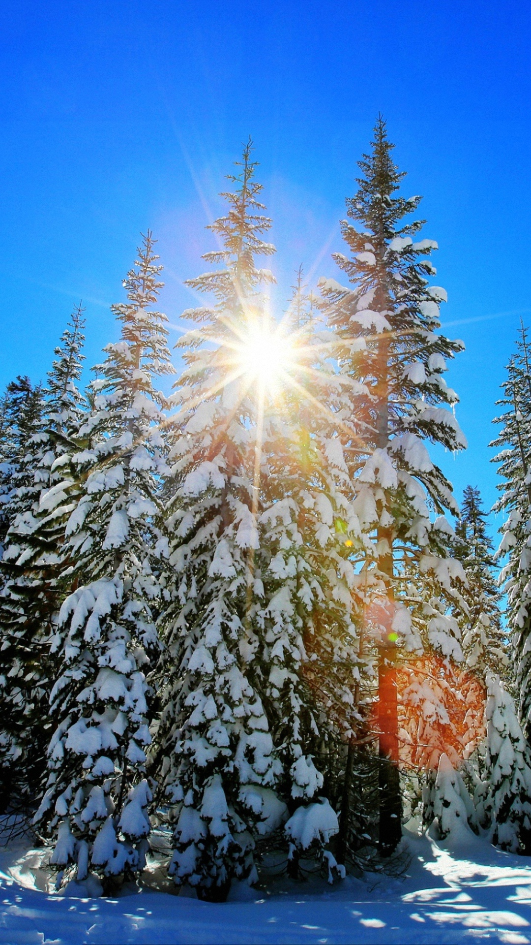 picture background wallpaper,shortleaf black spruce,balsam fir,tree ...
