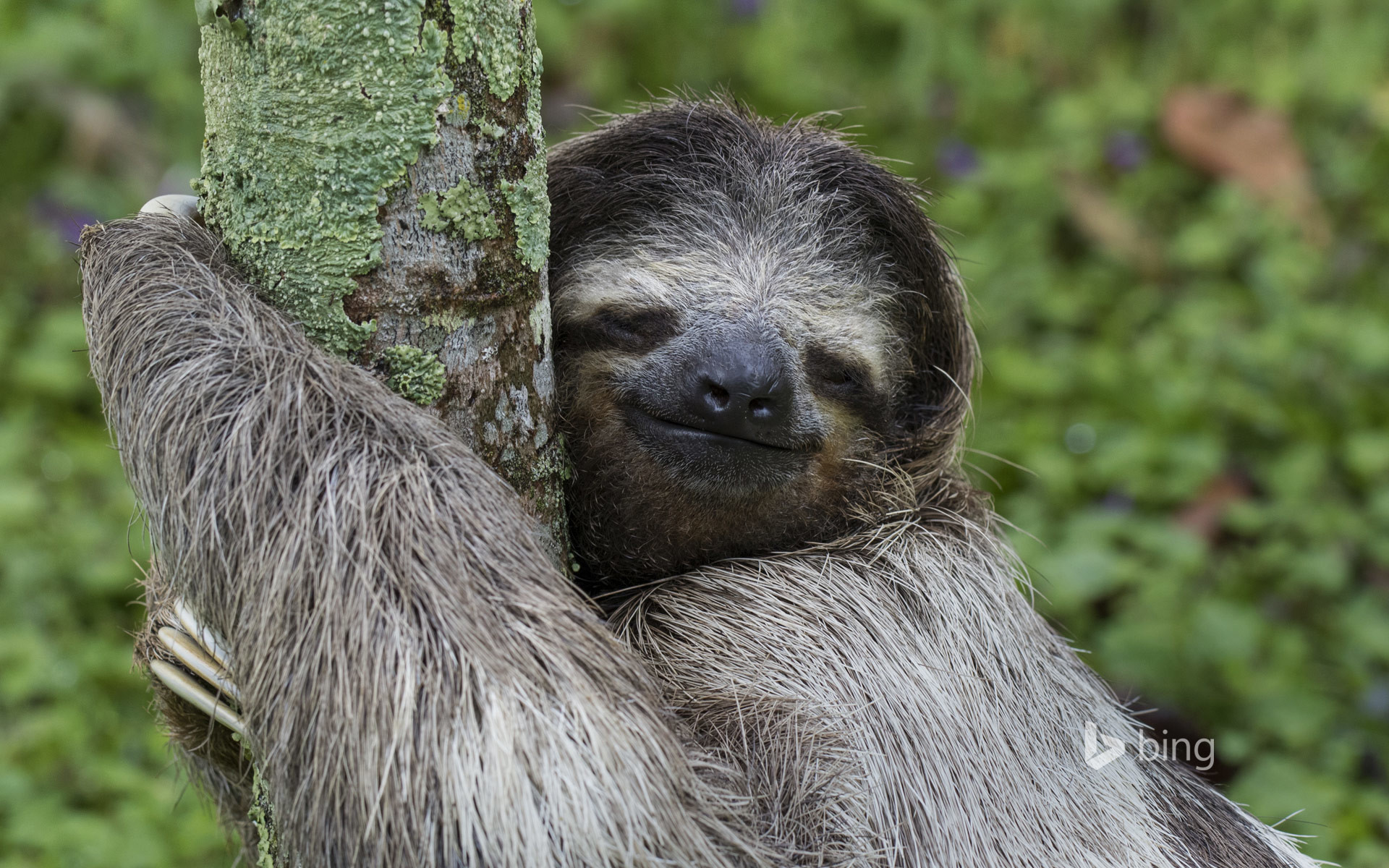 cute sloth wallpaper,vertebrate,three toed sloth,terrestrial animal ...