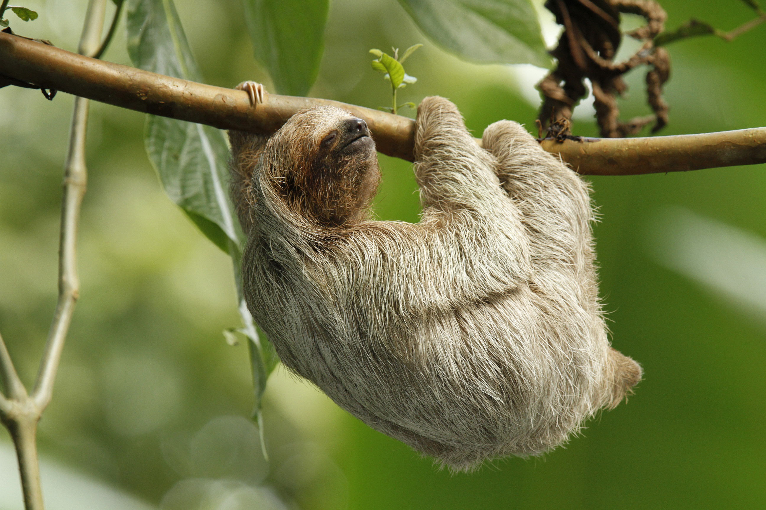 cute sloth wallpaper,three toed sloth,sloth,two toed sloth,branch ...