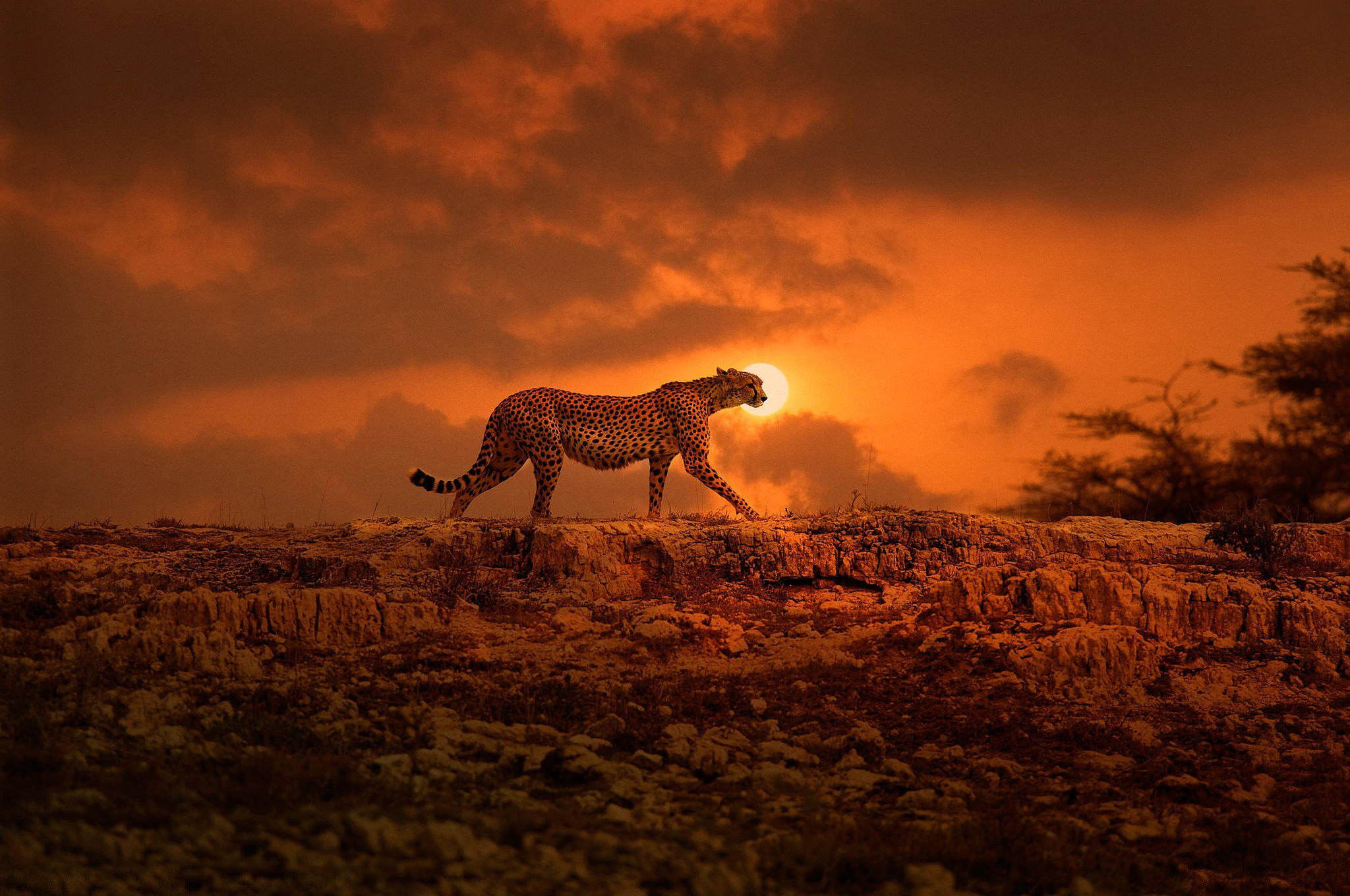 Photo Wallpaper The Sun, Cheetah, Africa, Walk, Big - Cheetah At Sunset ...