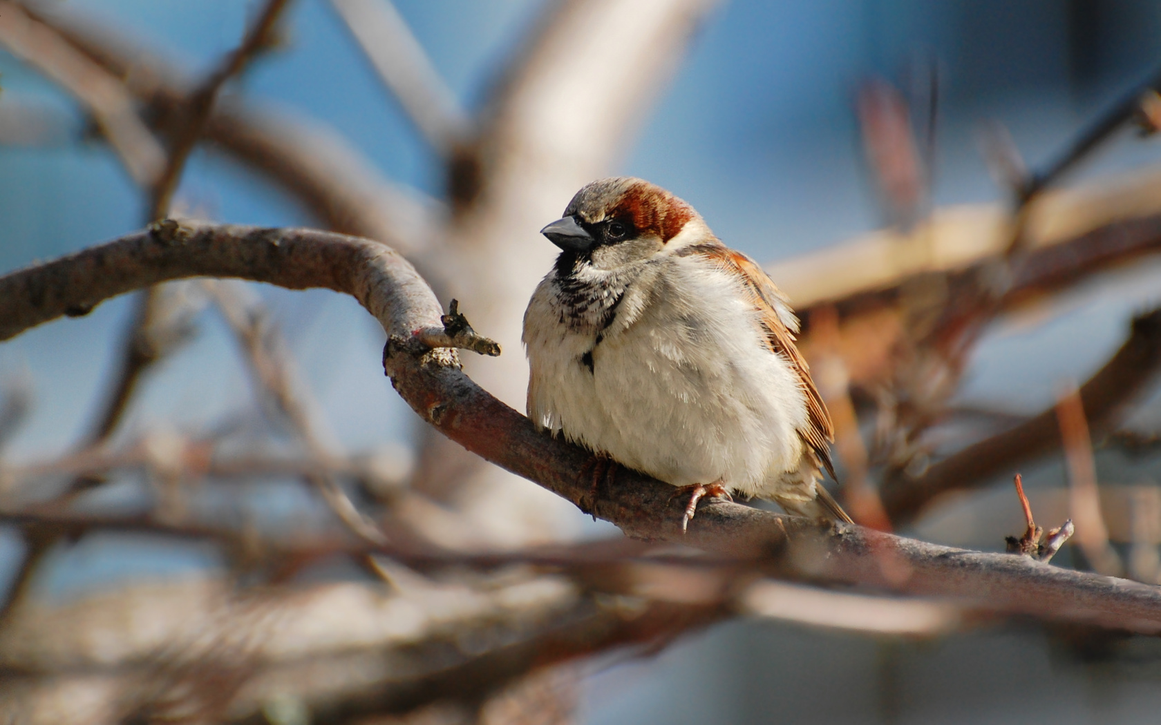 spatz tapete,vogel,spatz,haussperling,emberizidae,hockender vogel ...