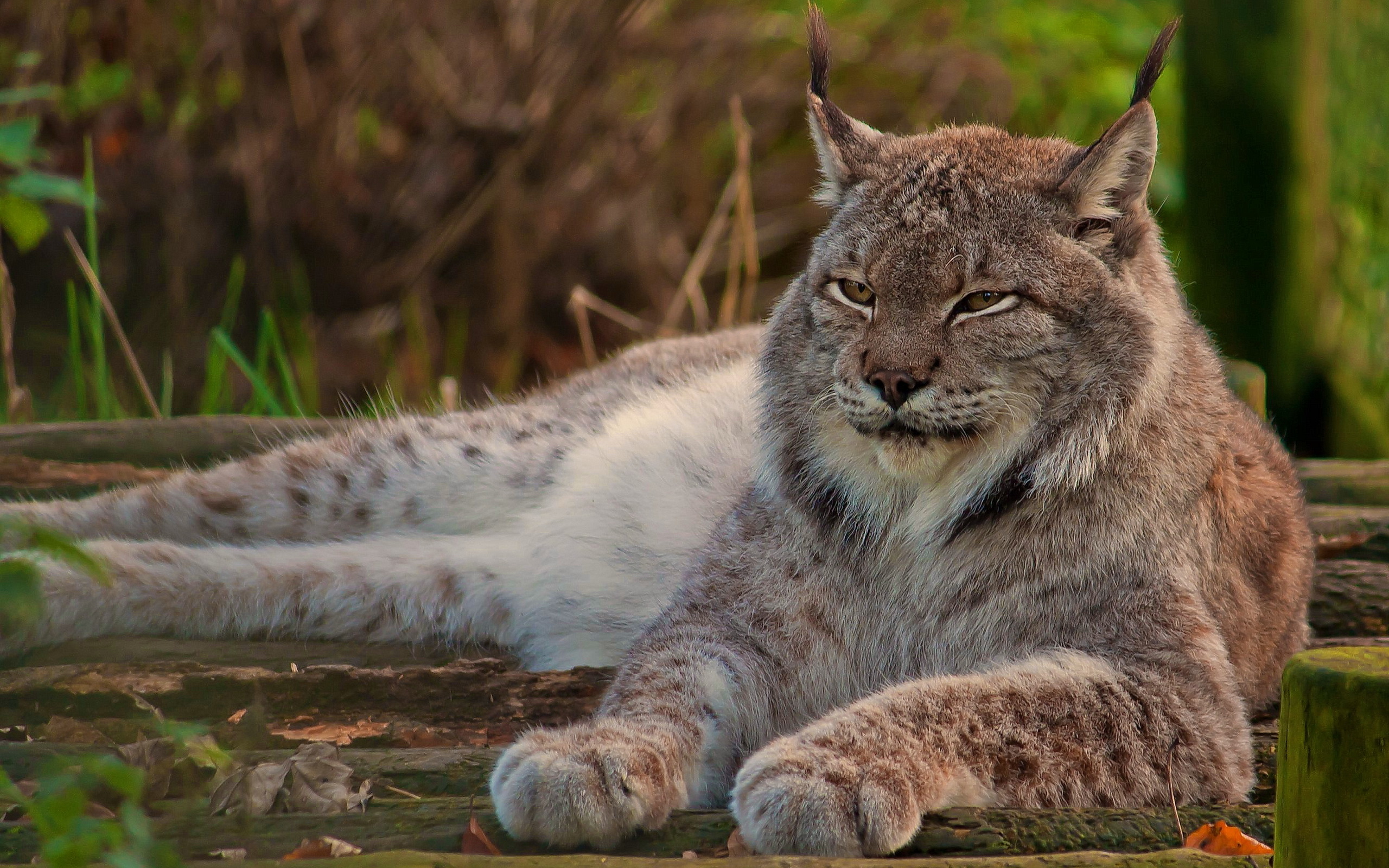 249490 Title Animal Lynx Cats Wallpaper - Lynx Hd- WallpaperUse