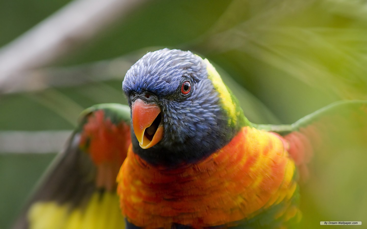 exquisito fondo de pantalla,pájaro,loro,perico,lorikeet,periquito ...