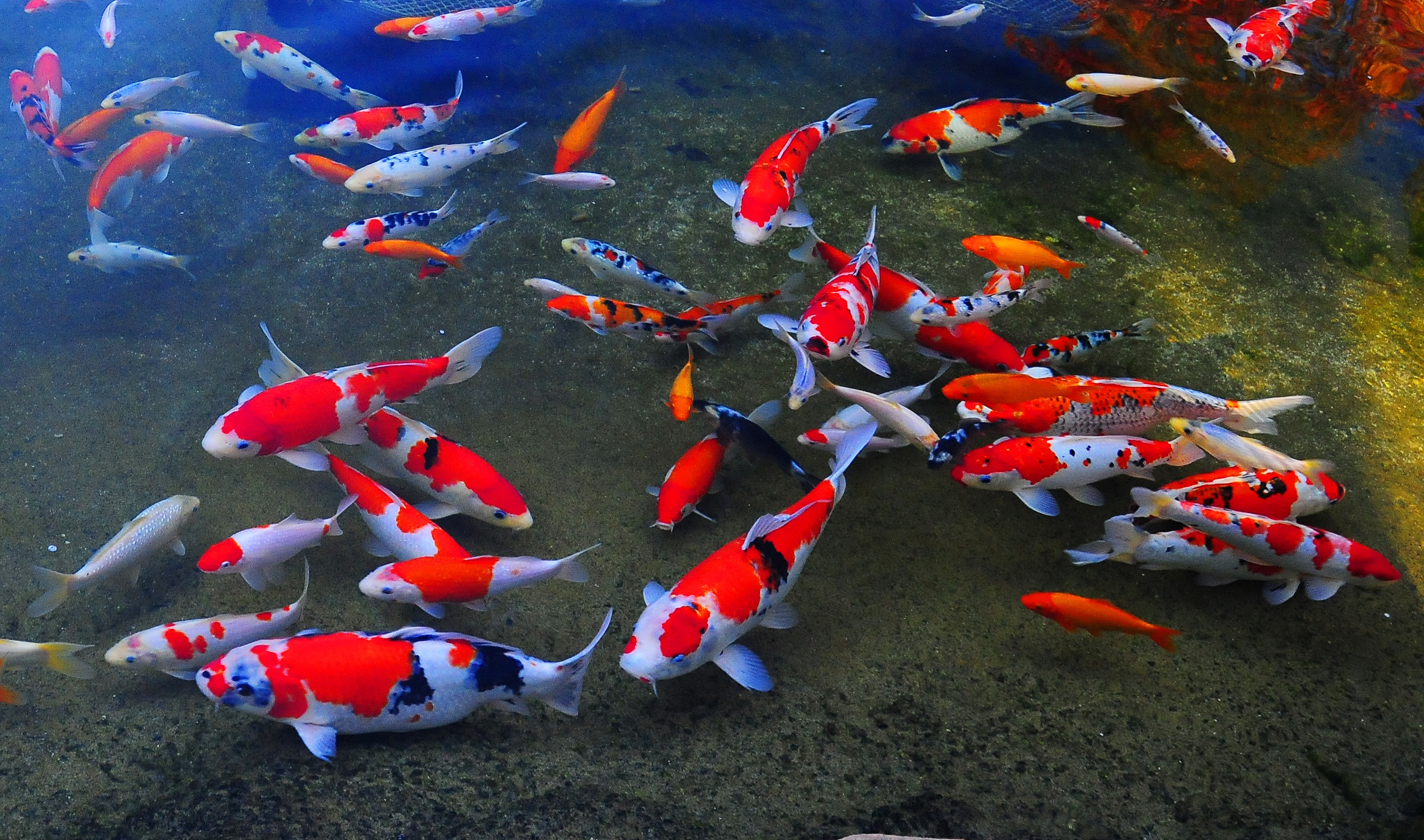Japanese Koi Fish Wallpaper Src Top Koi Fish Wallpapers - Caf Fish Sri ...