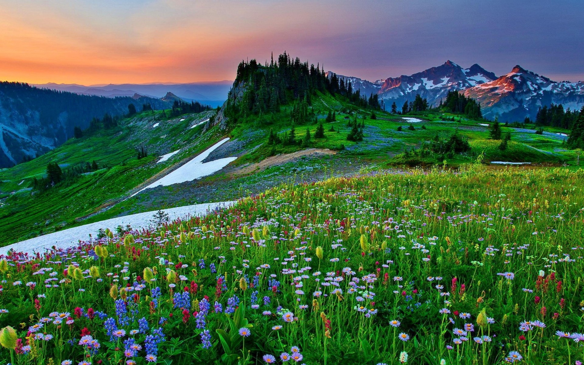 Primavera Wallpapers - Field Of Mountain Flowers- WallpaperUse