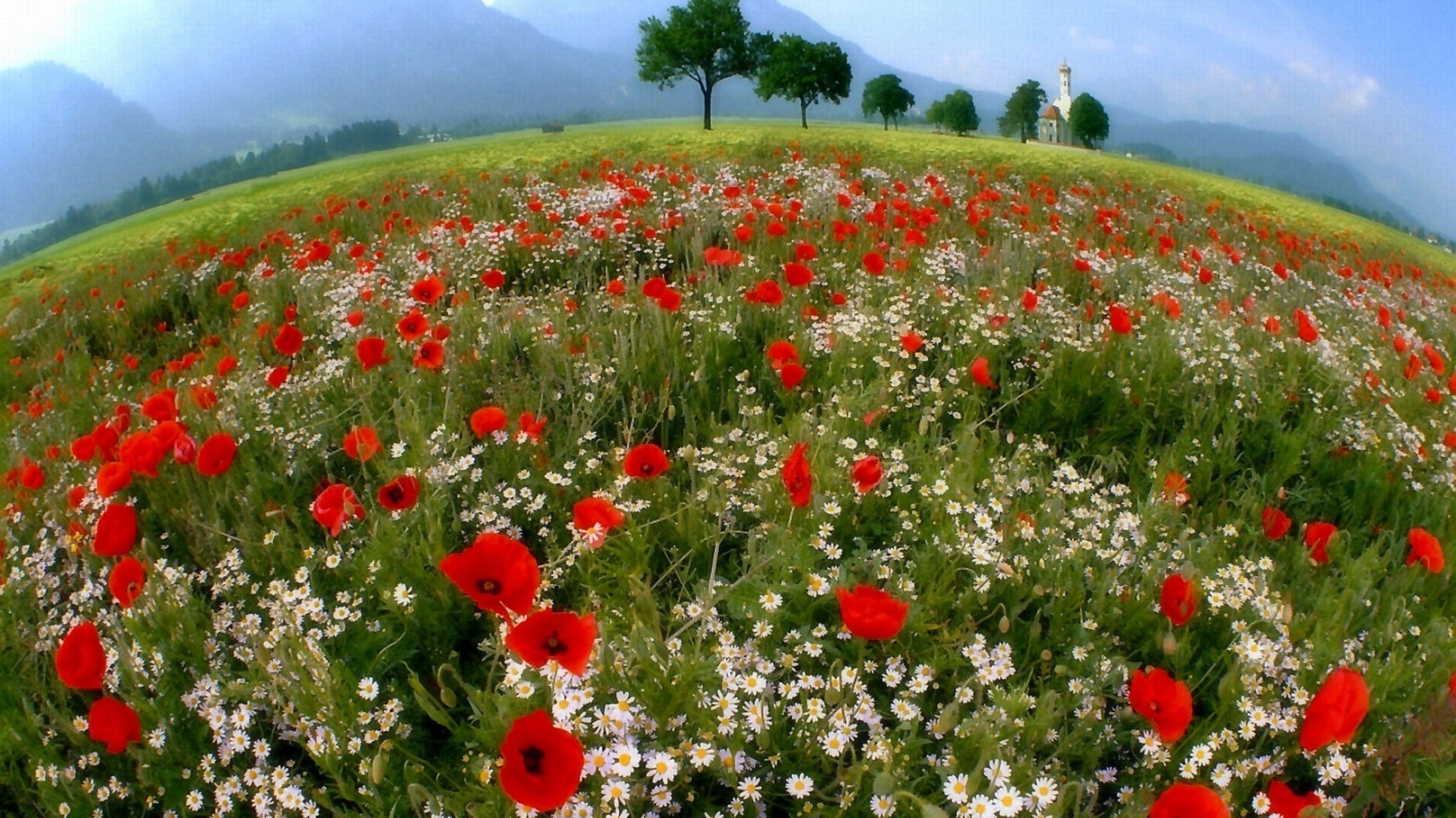 Primavara Desktop- WallpaperUse