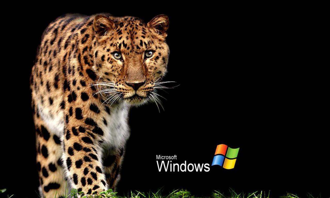 poze wallpaper hd,animale terrestre,natura,giaguaro,leopardo,felidae ...