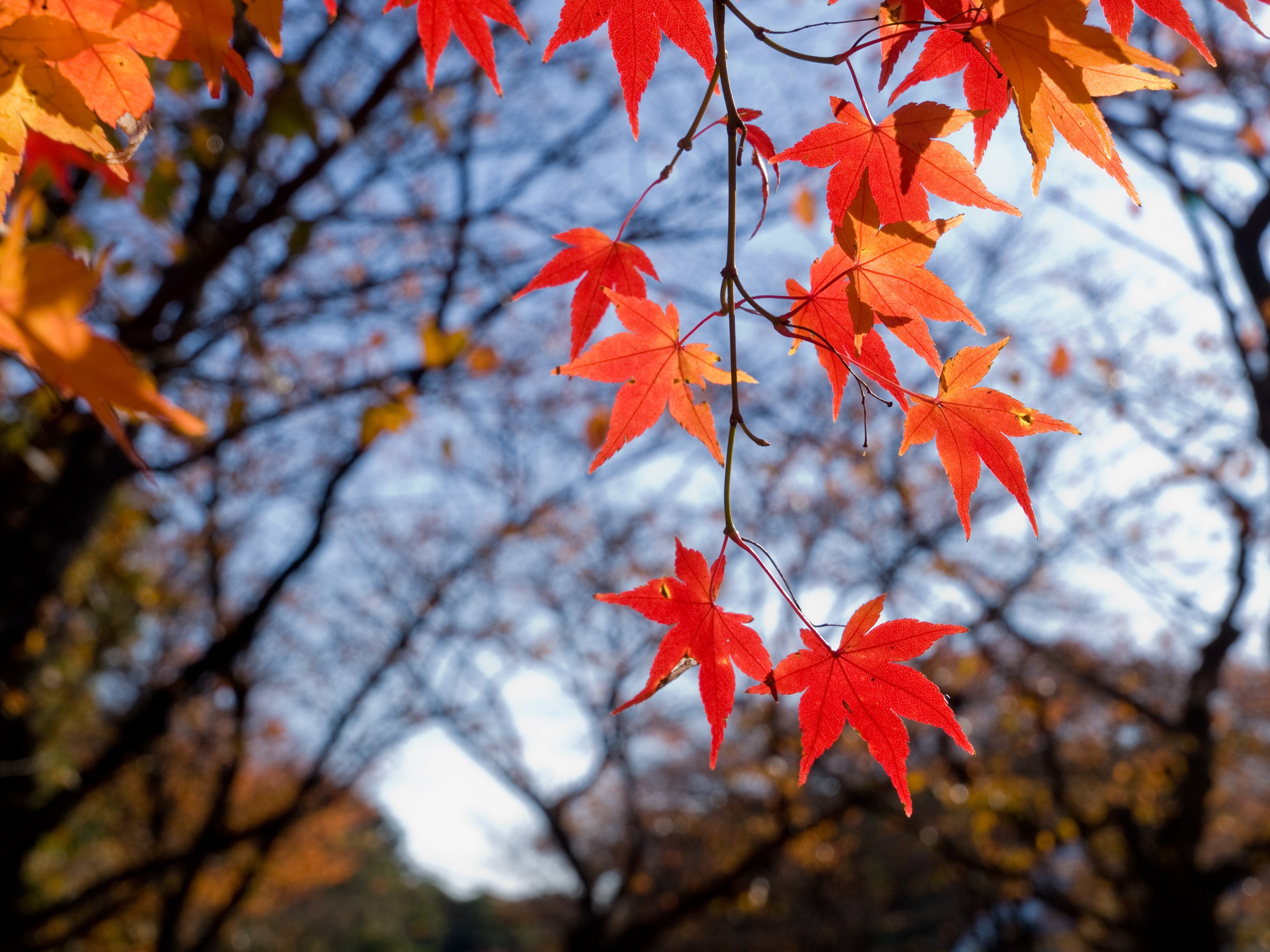 poze wallpaper hd,tree,leaf,maple leaf,sky,maple (#795216) - WallpaperUse