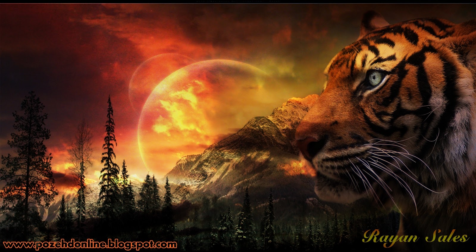 poze wallpaper hd,natura,tigre del bengala,natura,felidae,grandi gatti ...