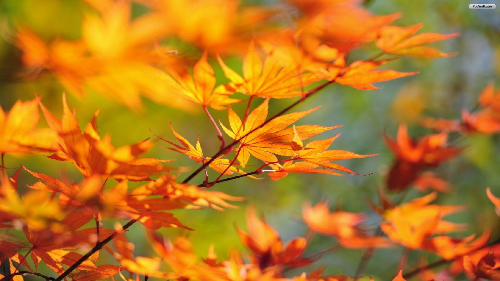 Autumn Leaves Wallpaper Wallpaperwallpapersfree Wallpaper - High ...