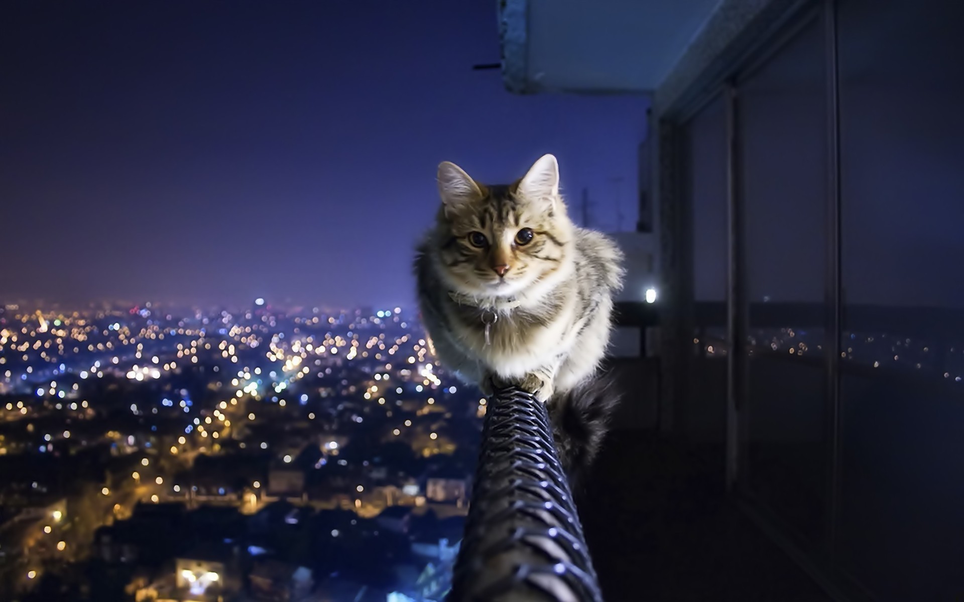 Cat Falling Off Building- WallpaperUse