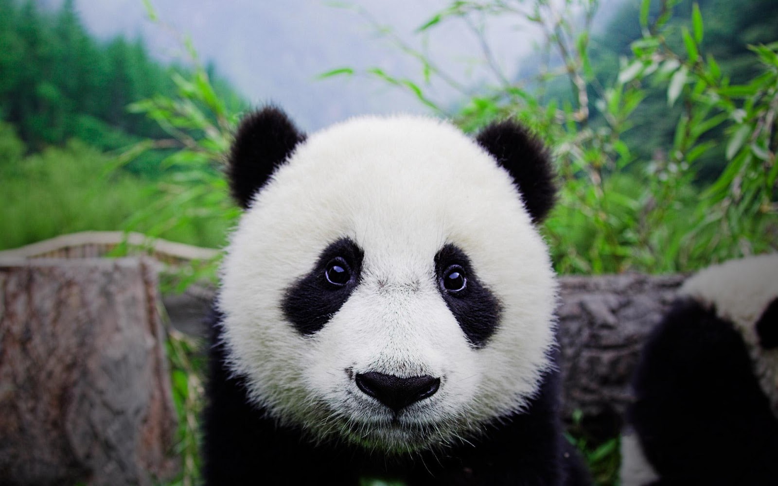 Panda Face Hd Wallpaper - Real Panda Bear Face- WallpaperUse