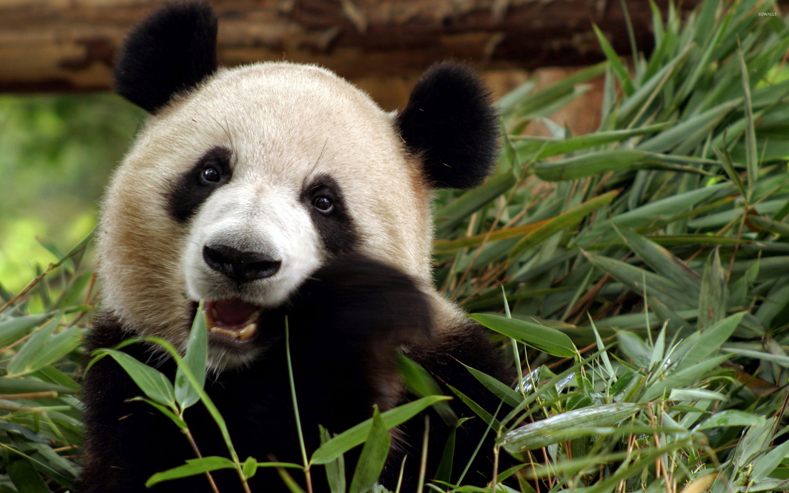 Giant Panda High Resolution- WallpaperUse