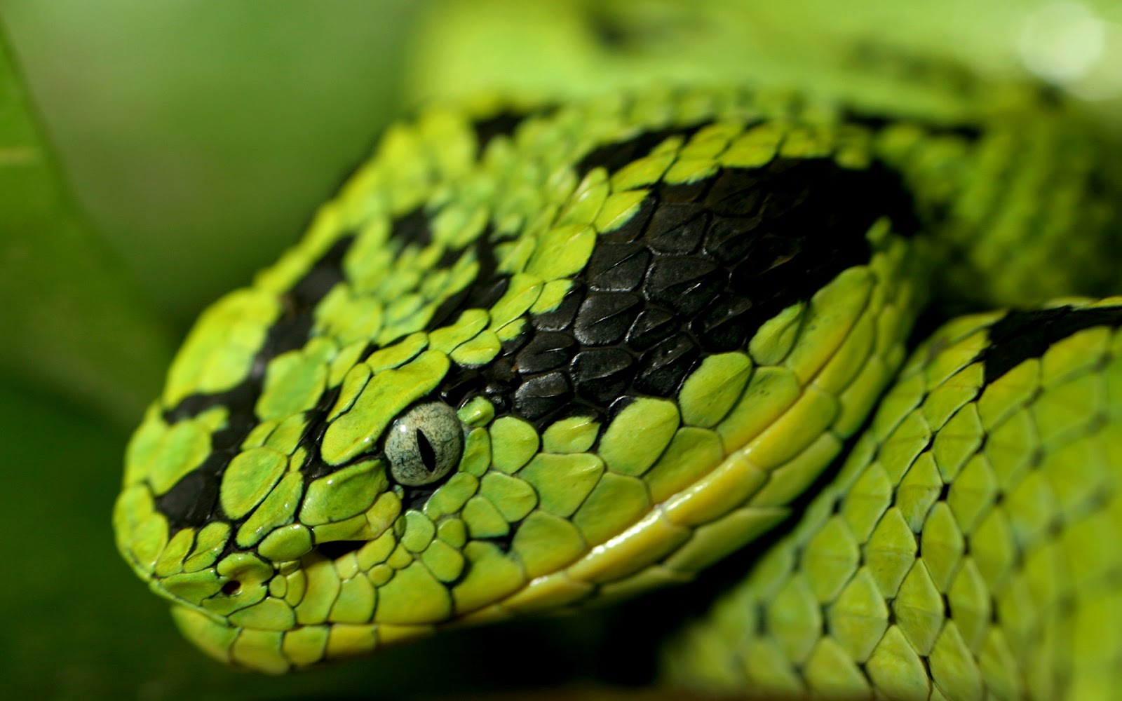 Green Snake Head- WallpaperUse