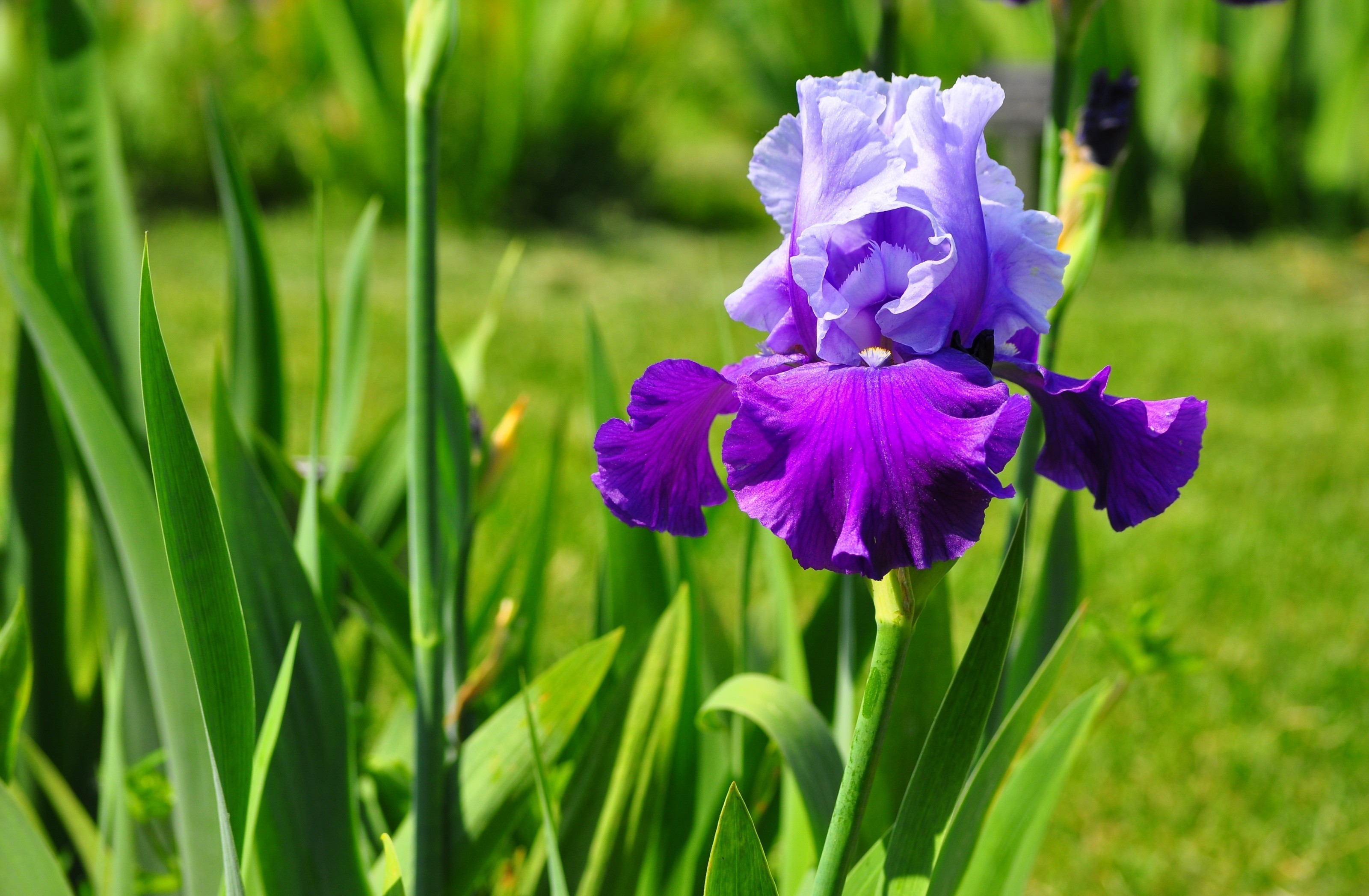 337119 Title Earth Iris Flowers Flower Wallpaper - Iris Background Hd ...