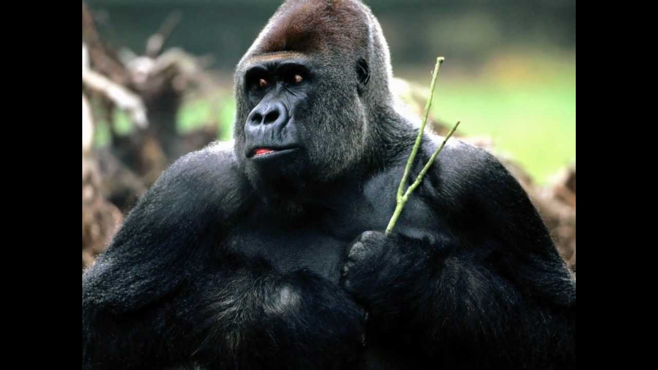 foto di carta da parati,primate,animale terrestre,grugno,bocca,natura ...