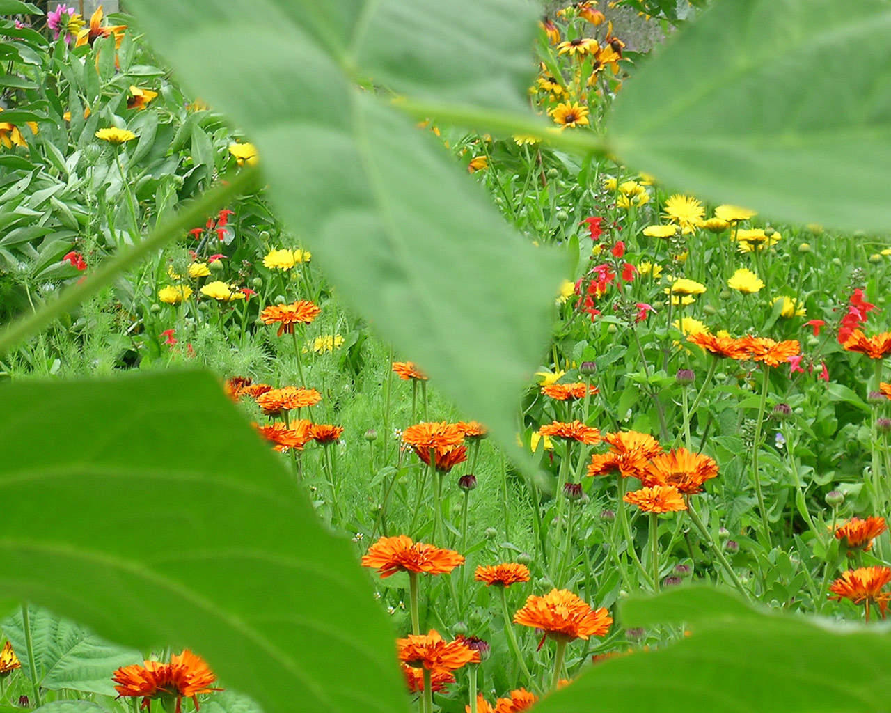 nacher wallpaper,flower,flowering plant,plant,leaf,herbaceous plant ...