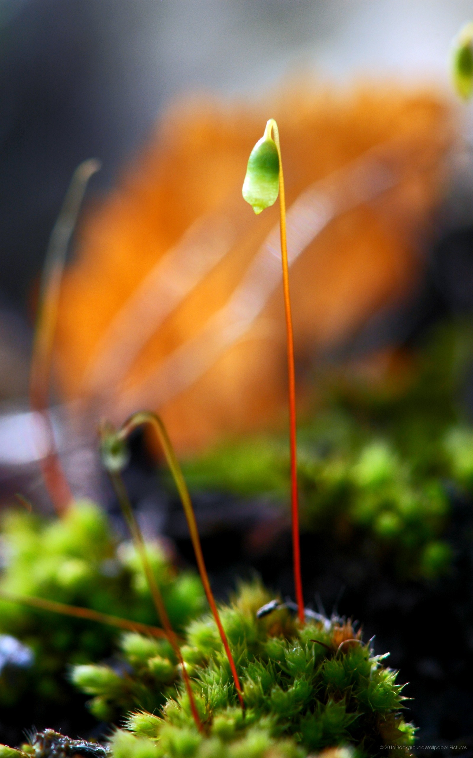 imej wallpaper,nature,plant,flower,natural landscape,non vascular land ...