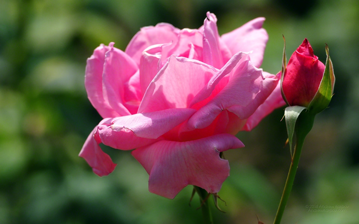 imej wallpaper,flower,flowering plant,petal,pink,garden roses (#816169 ...