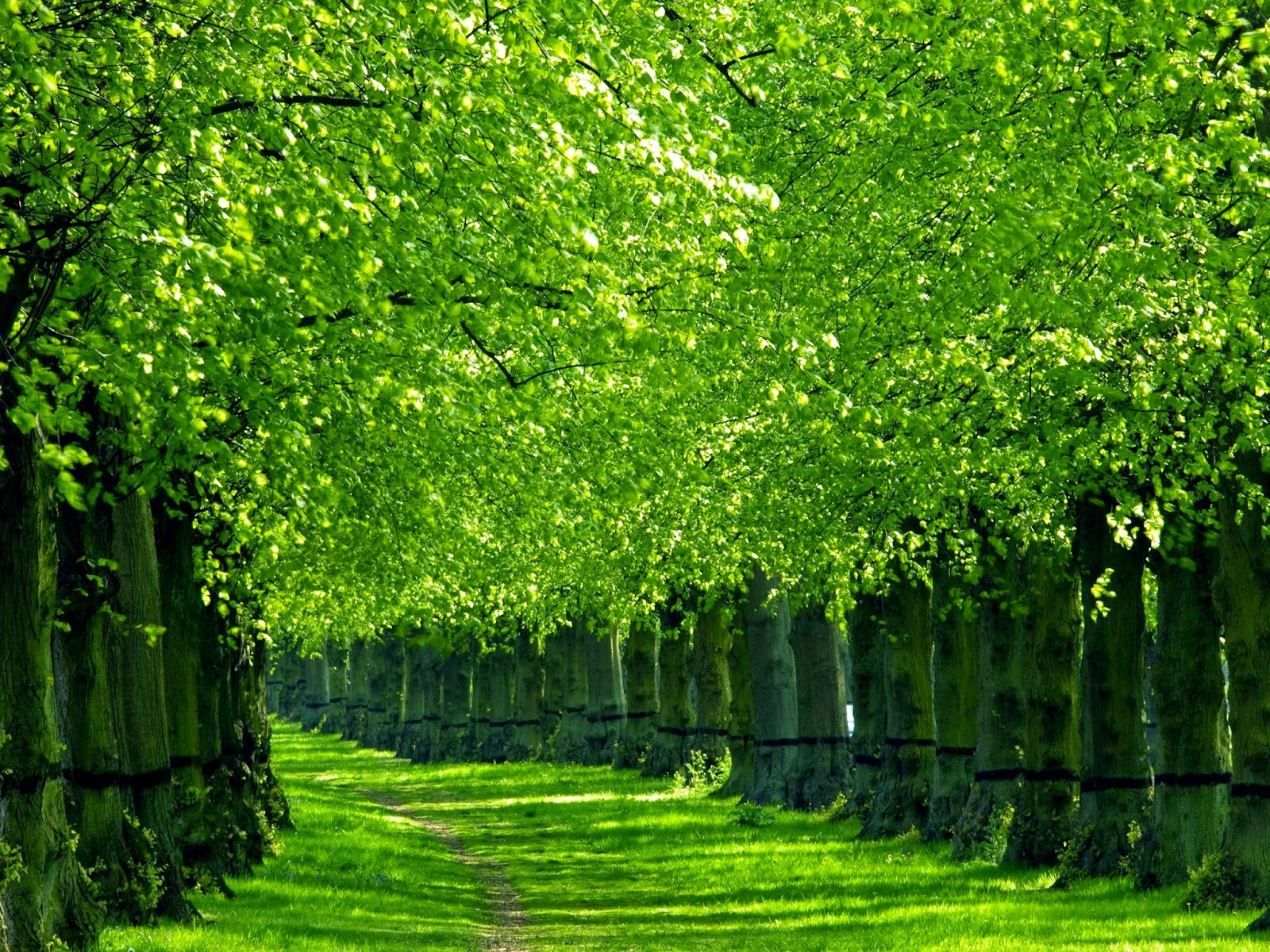 Most Beautiful Green Trees- WallpaperUse