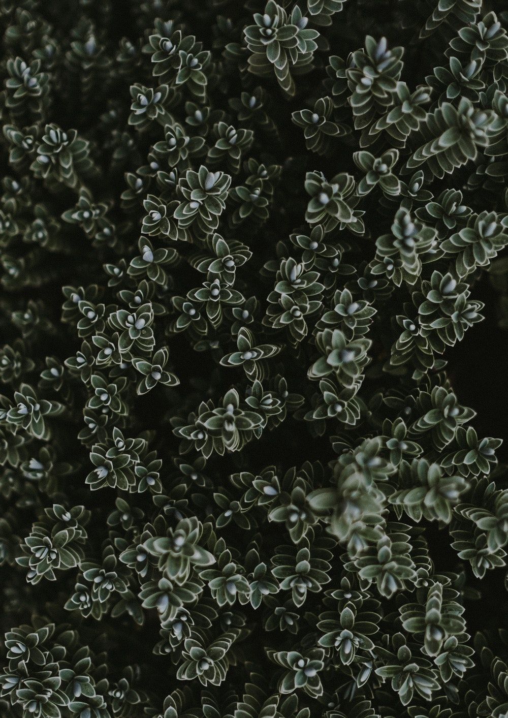 ıphone hd wallpaper,black,green,pattern,design,plant (#817559 ...