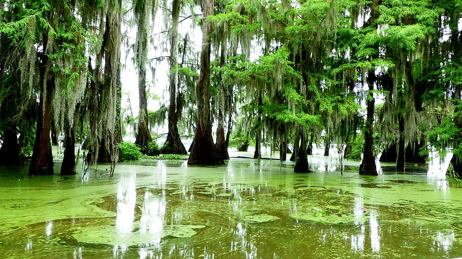 louisiana wallpaper,natural landscape,nature,swamp,natural environment ...