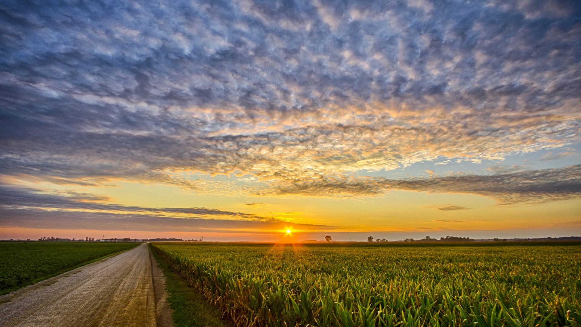 Indiana Wallpaper Hd- WallpaperUse