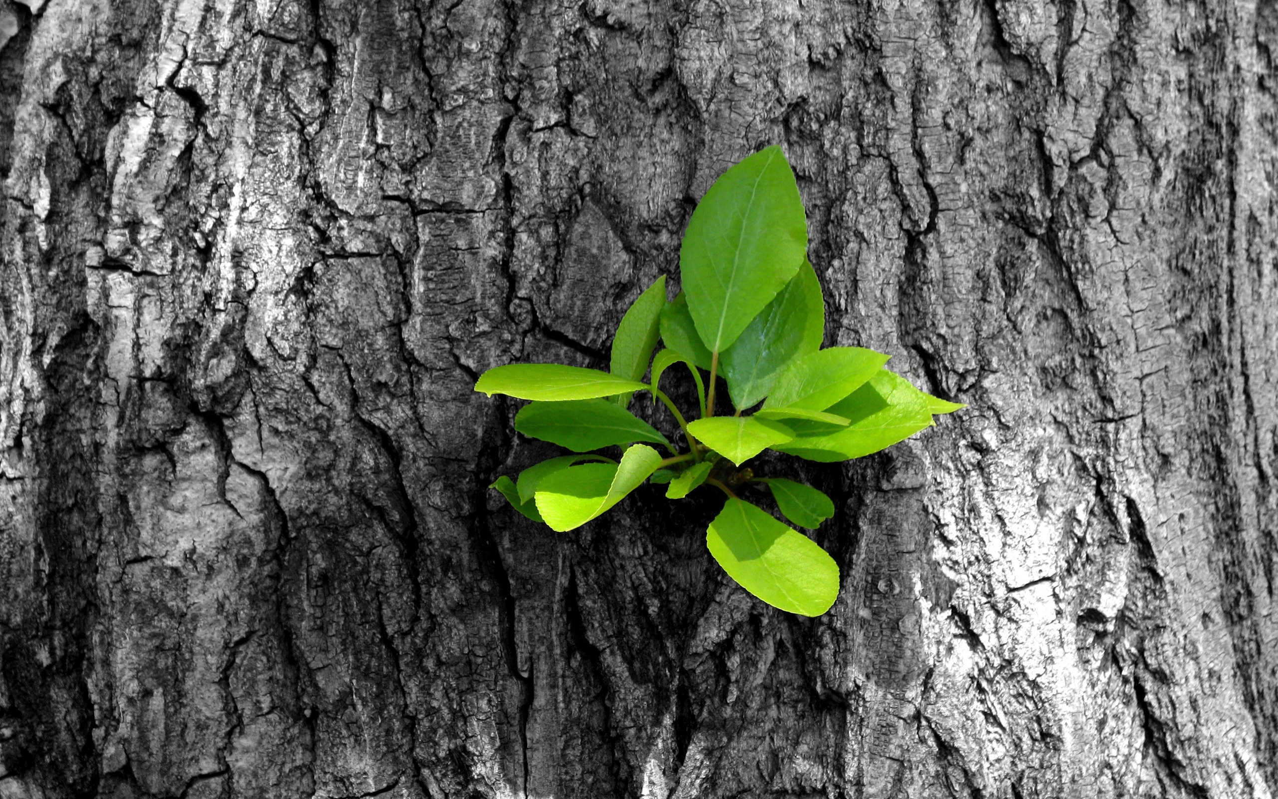 Desktop Wallpapers Free New Life - New Growth Tree- WallpaperUse