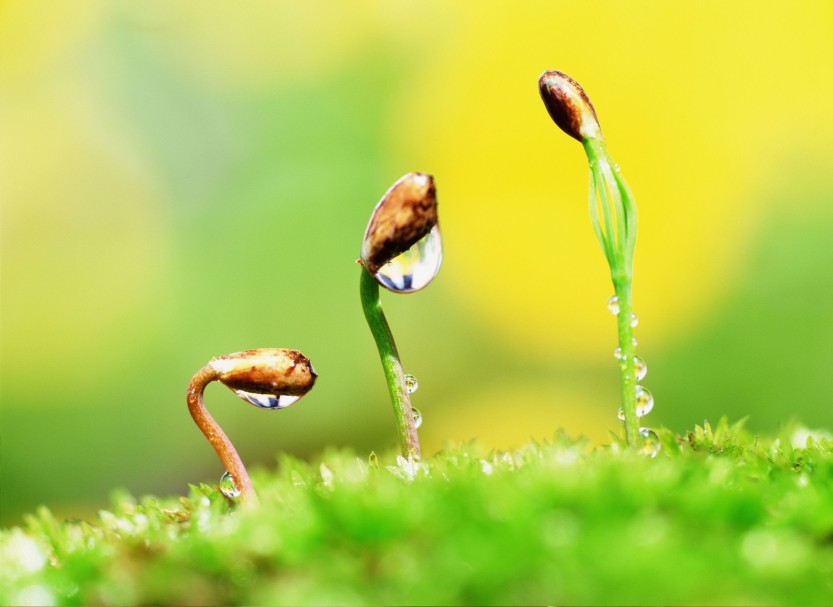 new life wallpaper,water,macro photography,nature,green,close up ...