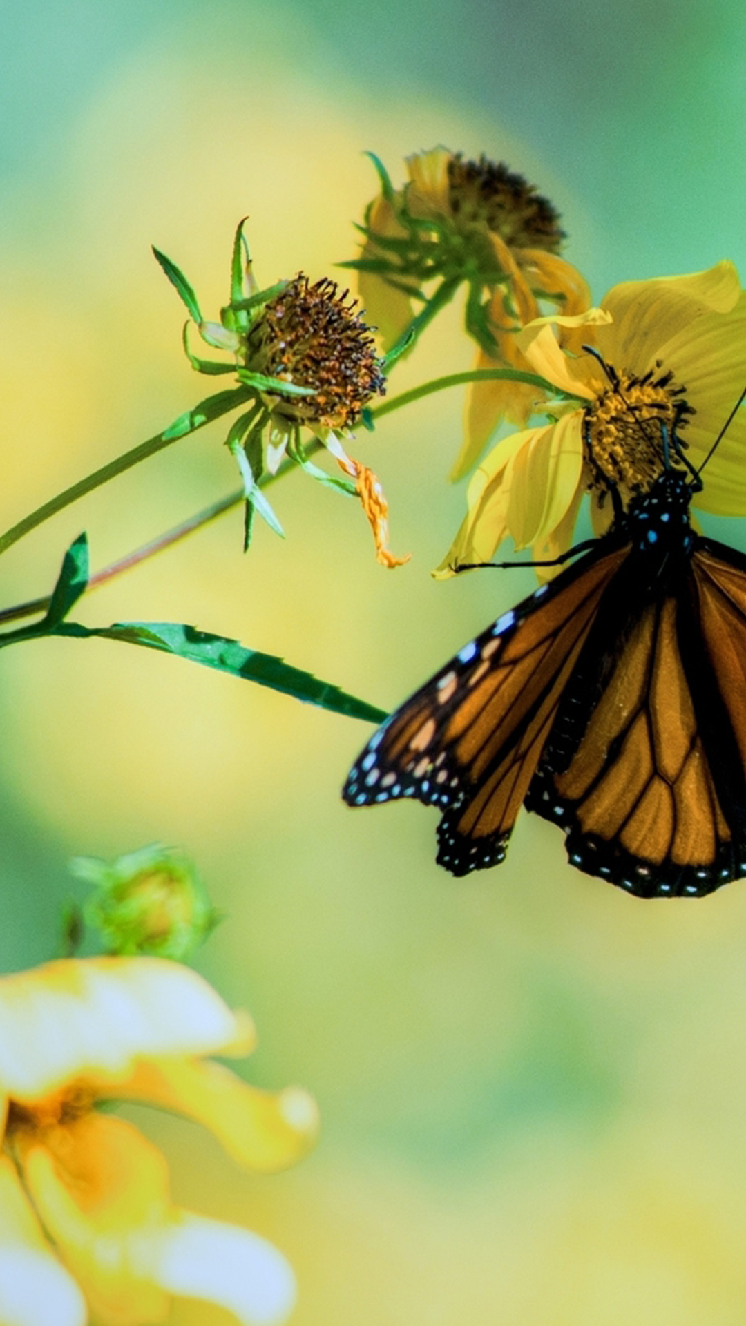 Wallpaper Portrait Android- WallpaperUse