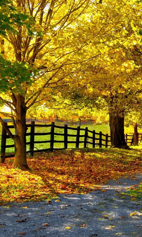 Portrait Nature Wallpaper - High Resolution Nature Background Portrait ...