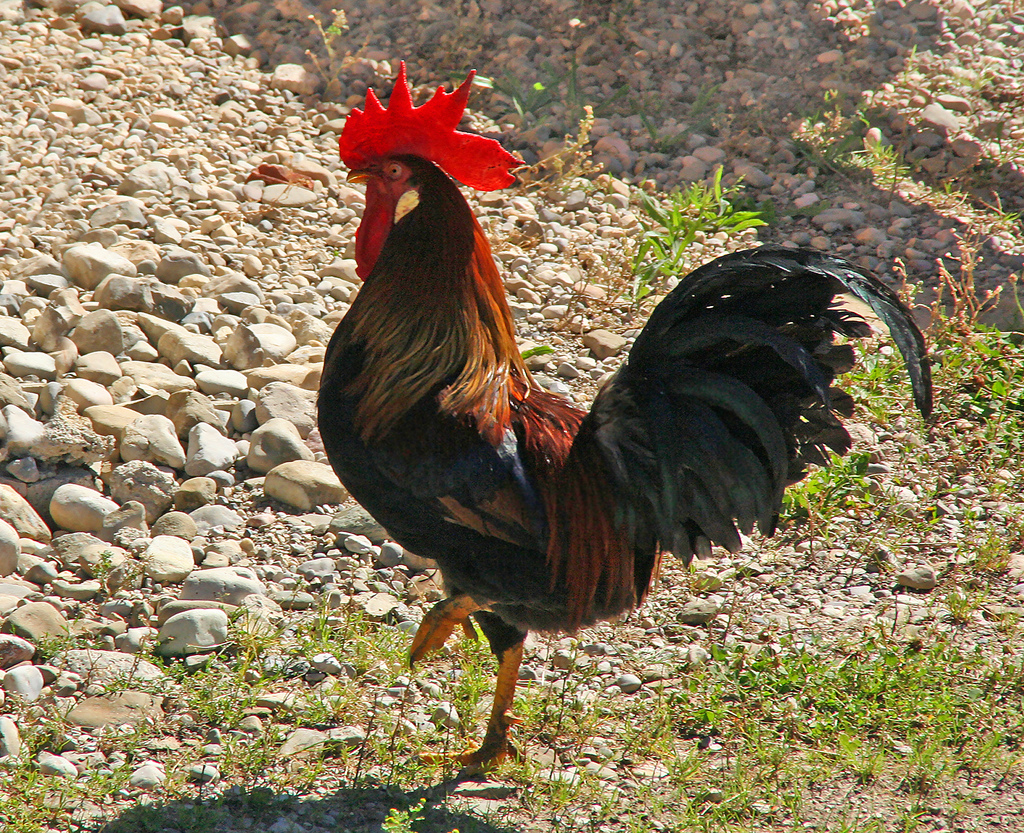 Bird Rooster Hd Wallpaper Hd Wallpapers - High Resolution Rooster ...