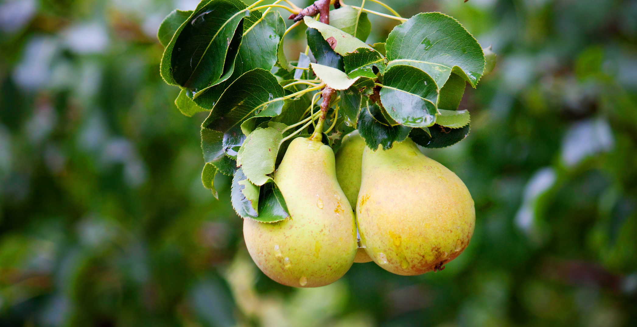 pear wallpaper,plant,fruit tree,flower,tree,pear (#839581) - WallpaperUse