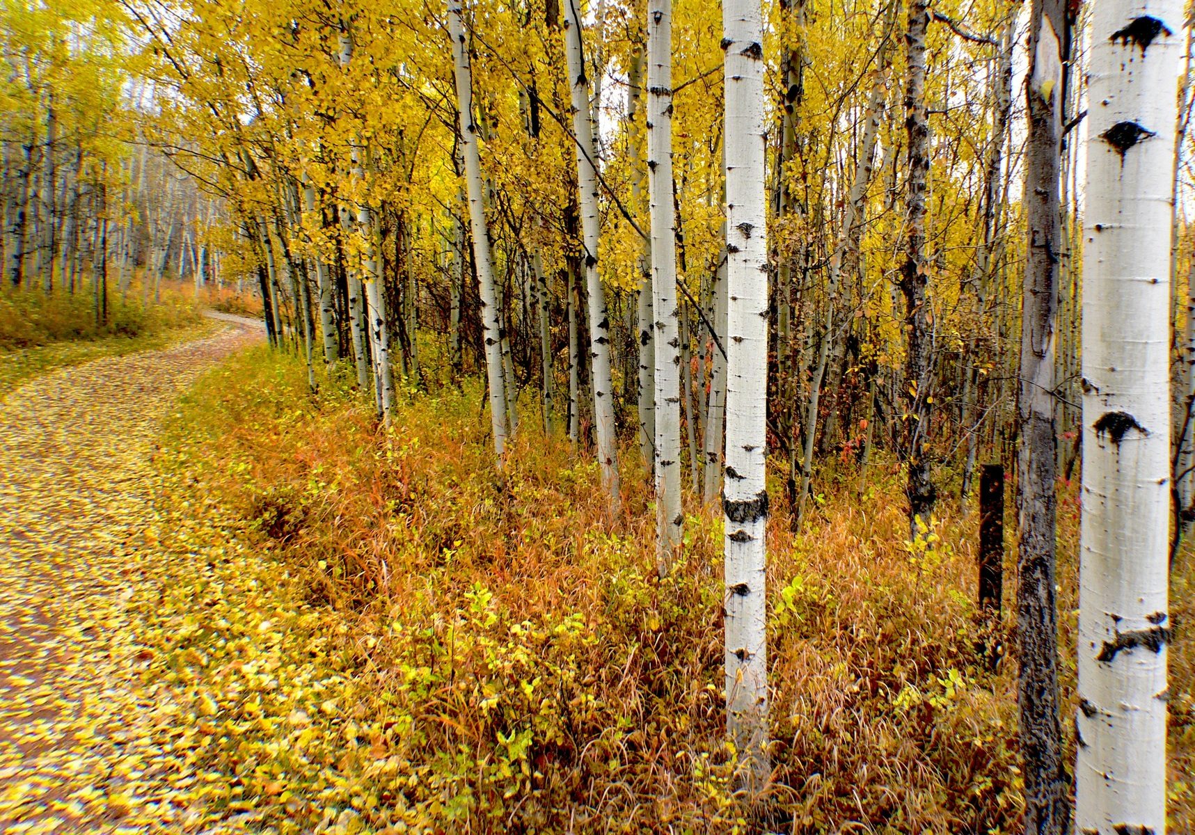 Beautiful Aspen Tree Leaf Wallpaper Hd - Grove- WallpaperUse